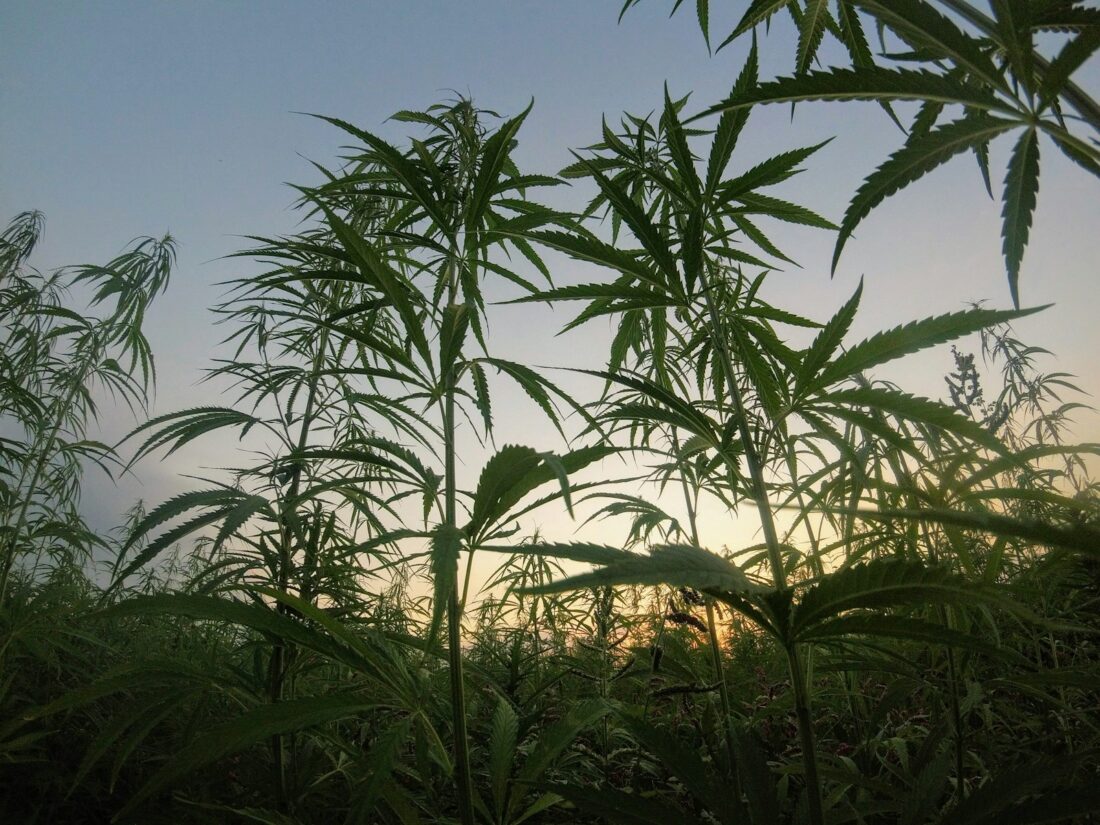 A RAW Deal – Court Opens the Door for Profit Disgorgement in Cannabis ...